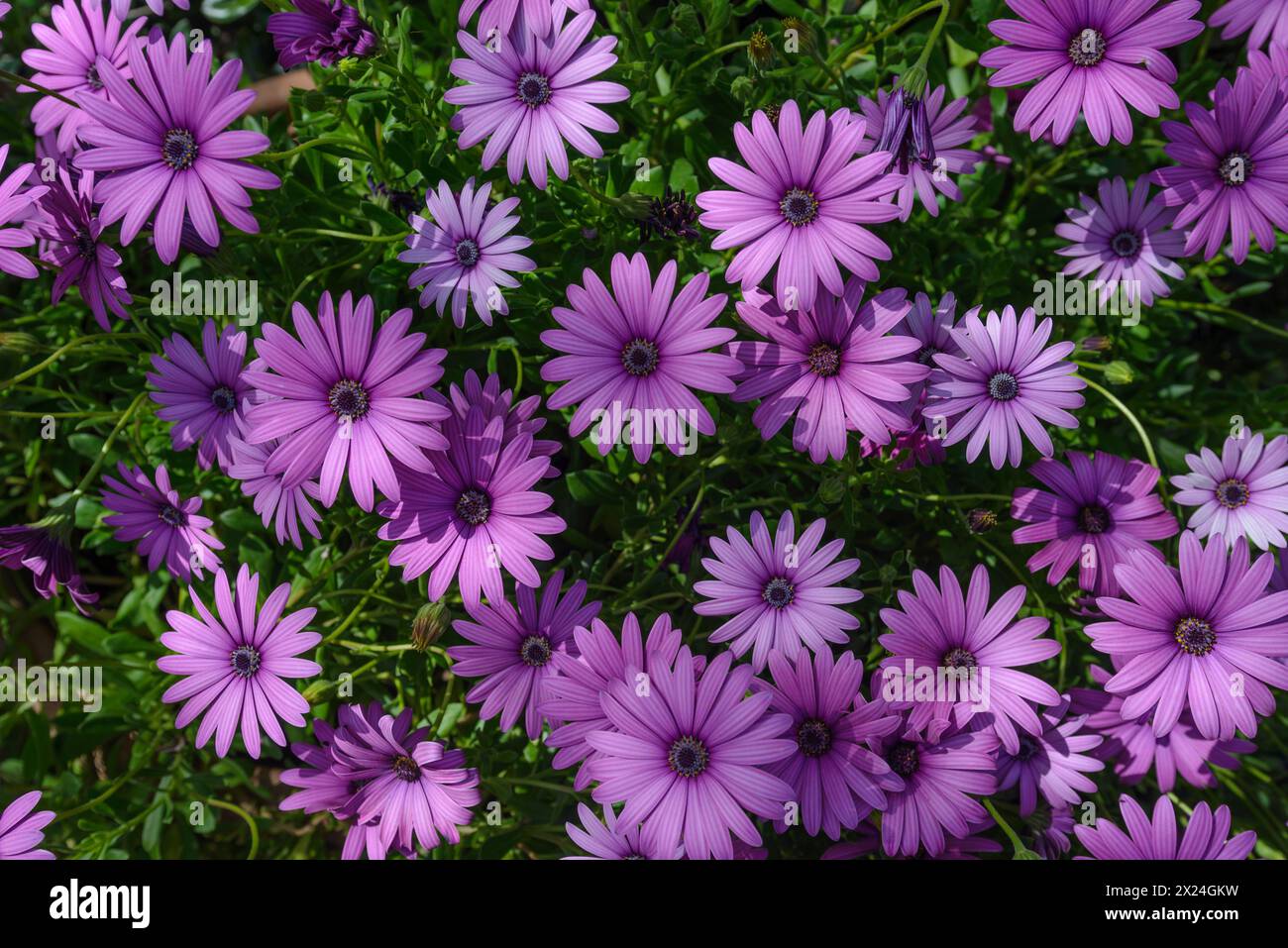 African daisy flowers (Dimorphotheca ecklonis Stock Photo - Alamy