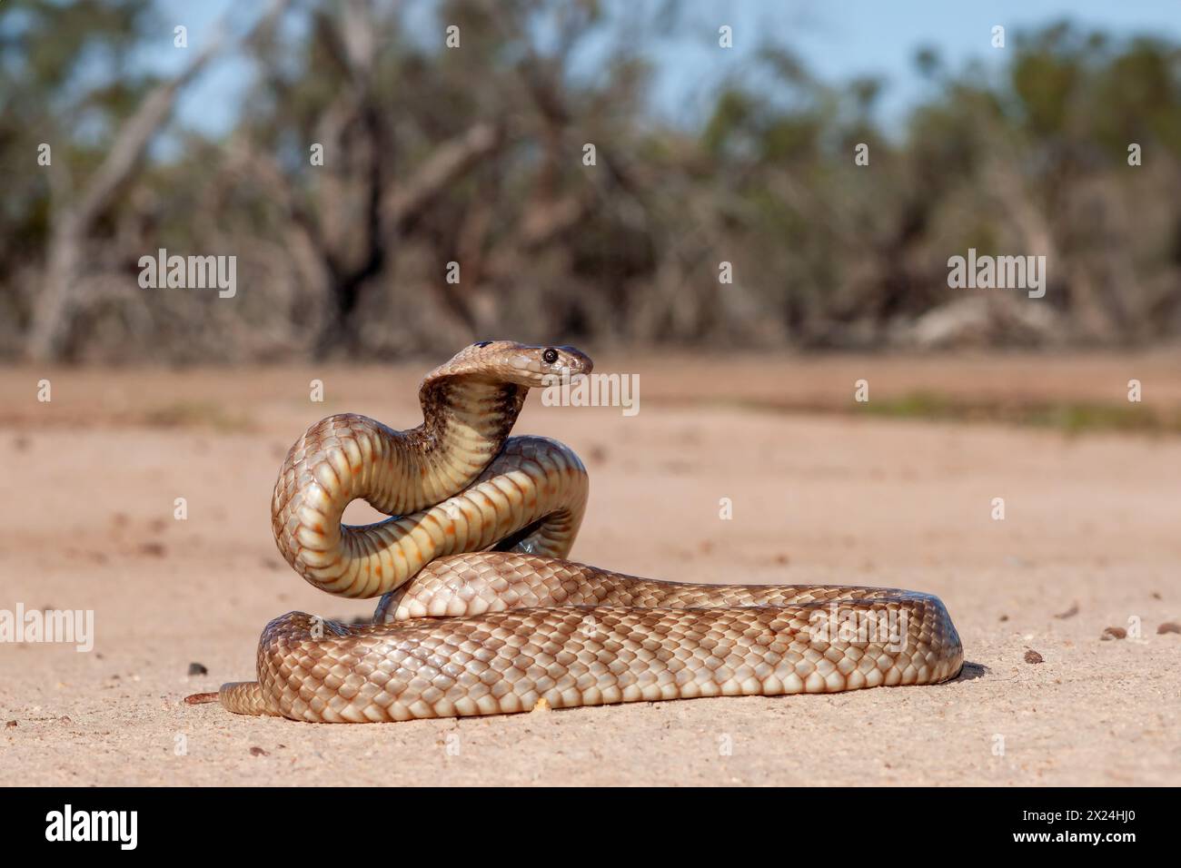 Close up of a highly venomous Strap-snouted Brown Snake in it's outback ...