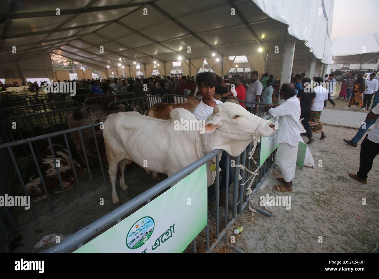Dhaka 19th Apr 2024 A Man Shows An Ox During A Livestock Exhibition