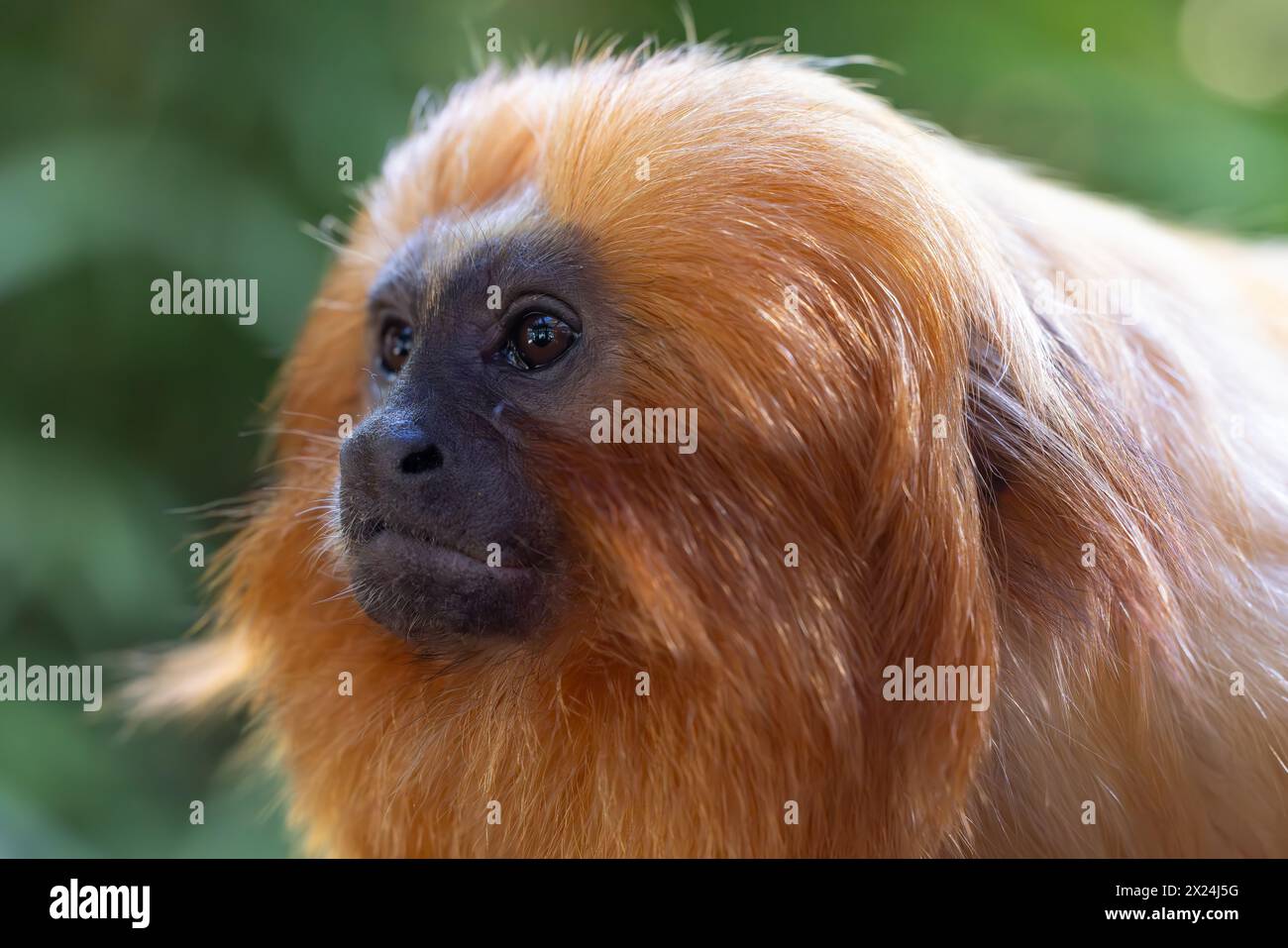 Captive Golden Lion Tamarin from Brazil Stock Photo - Alamy