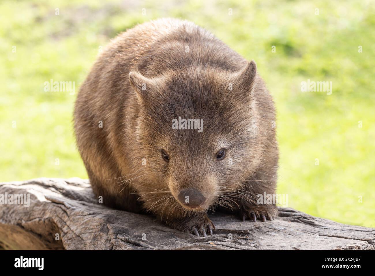 Australian Common Wombat on log Stock Photo - Alamy