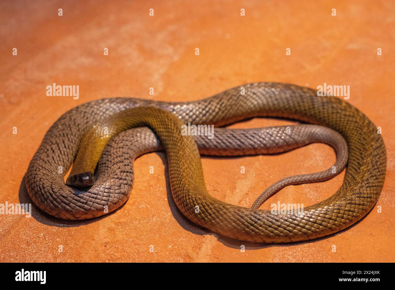 Australian highly venomous inland Taipan snake Stock Photo - Alamy
