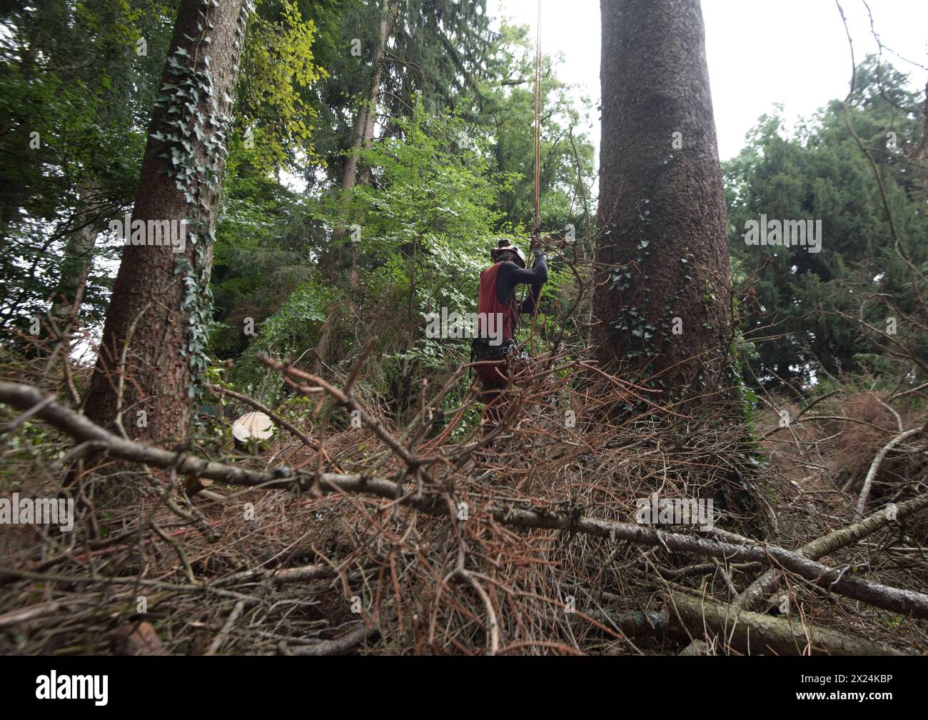 tree cut or tree pruning as part of tree care tree cut, part of tree ...