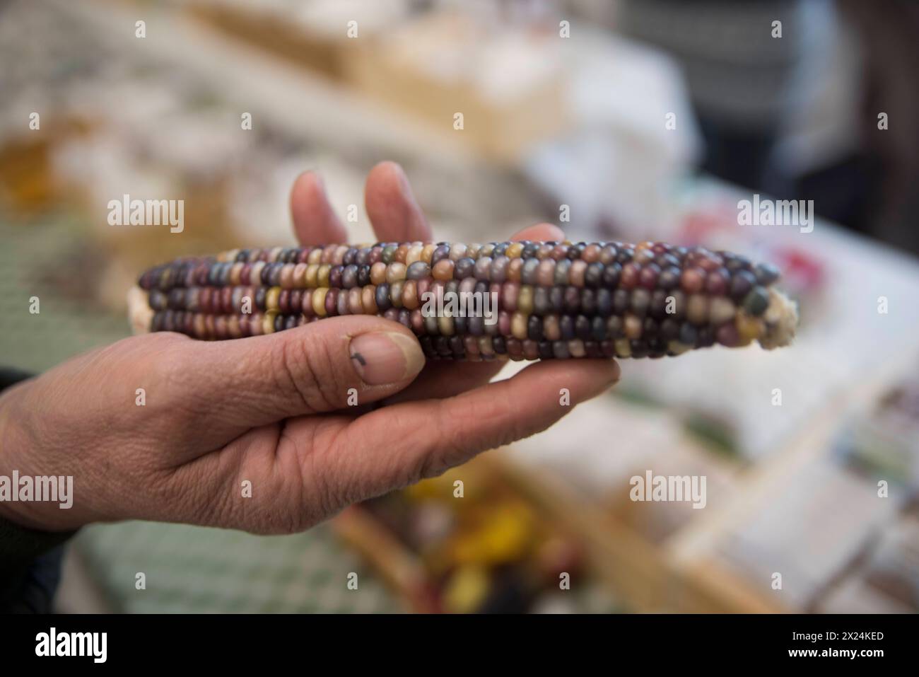Seeds are embryonic plants protected by outer covering Seeds protected ...