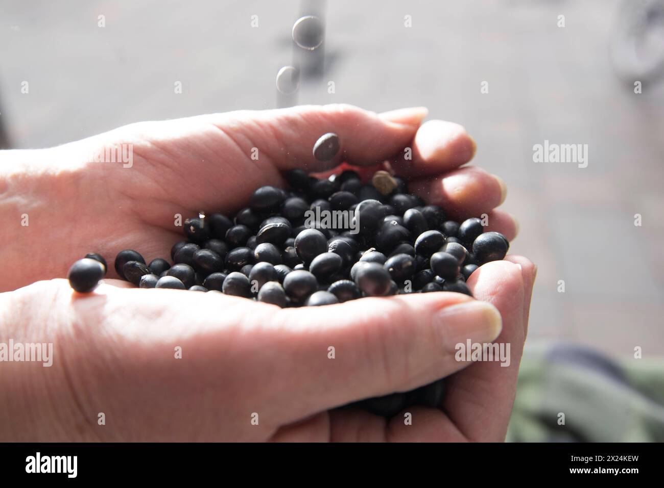 Seeds are embryonic plants protected by outer covering Seeds protected ...