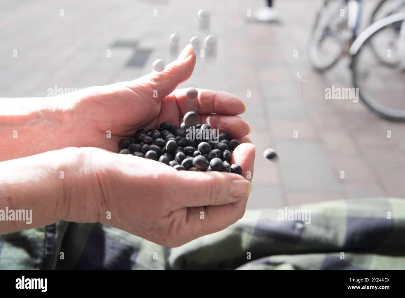 Seeds are embryonic plants protected by outer covering Seeds protected ...