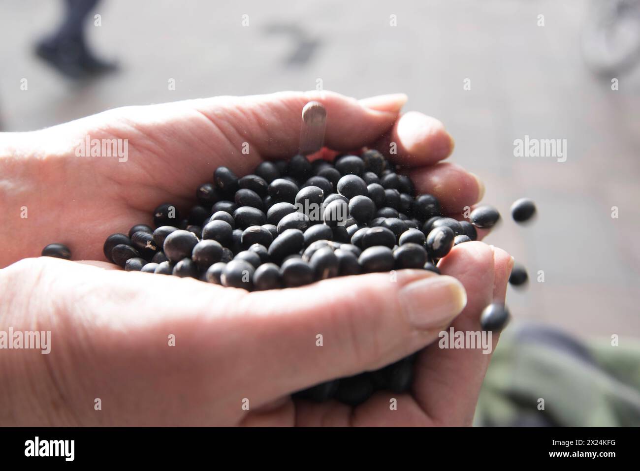 Seeds are embryonic plants protected by outer covering Seeds protected ...