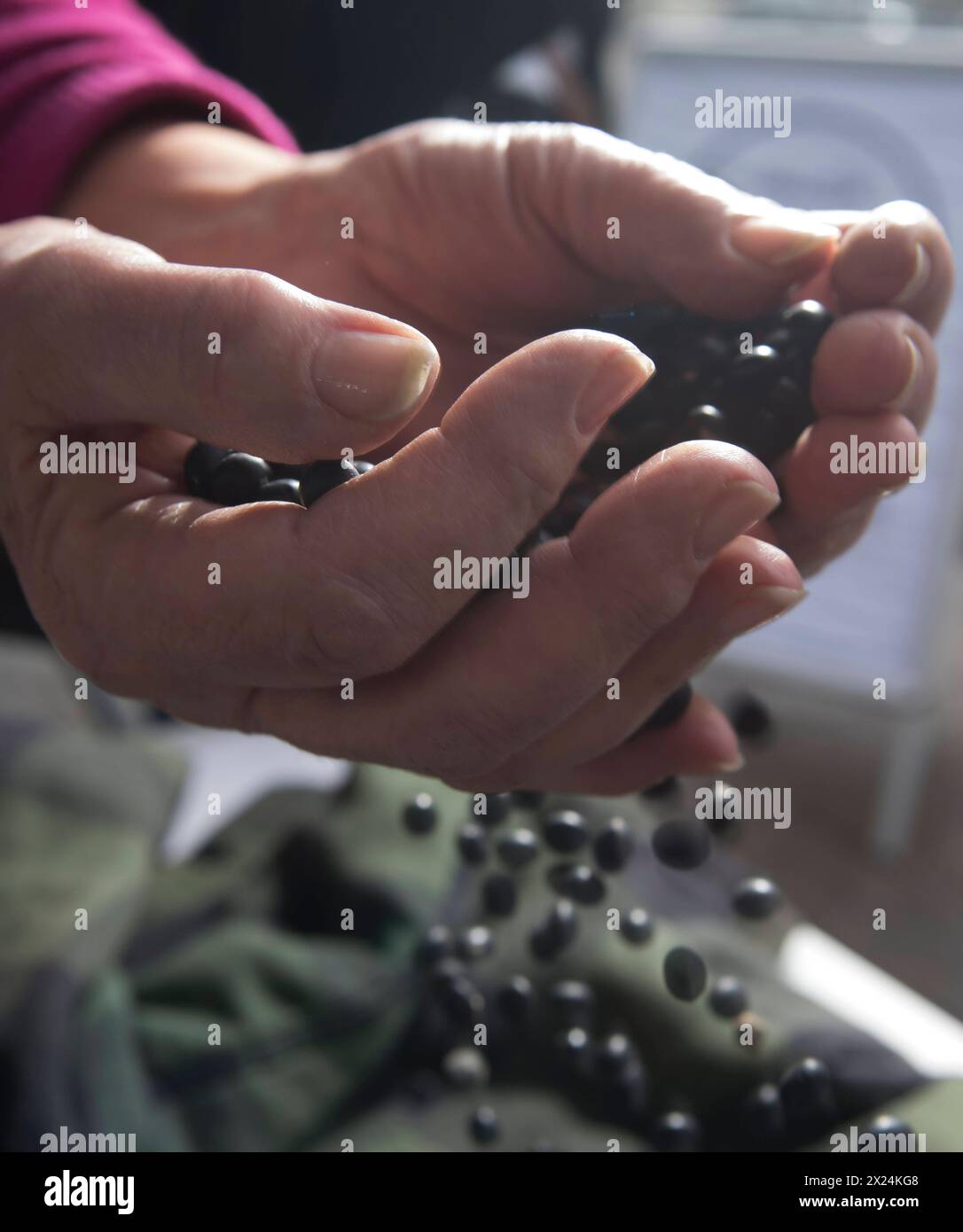 Seeds are embryonic plants protected by outer covering Seeds protected ...