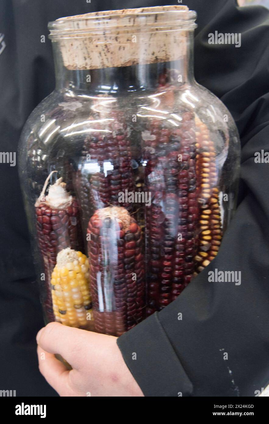 Seeds are embryonic plants protected by outer covering Seeds protected ...