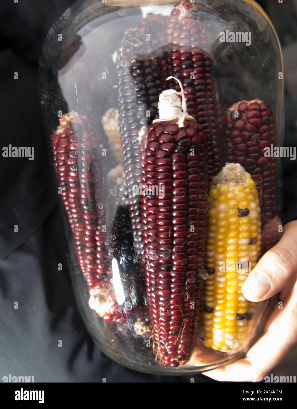 Seeds are embryonic plants protected by outer covering Seeds protected ...