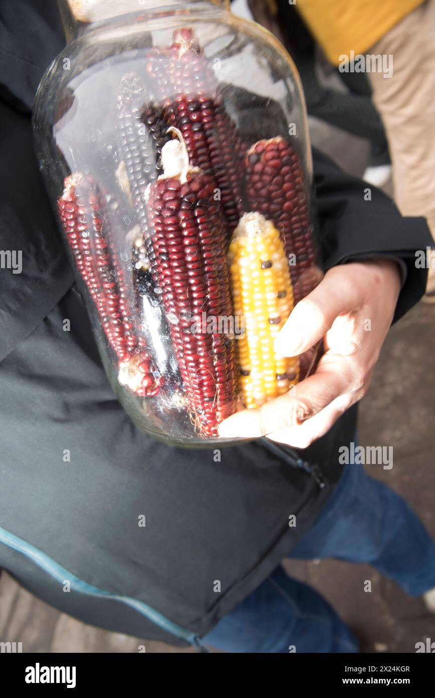 Seeds are embryonic plants protected by outer covering Seeds protected ...