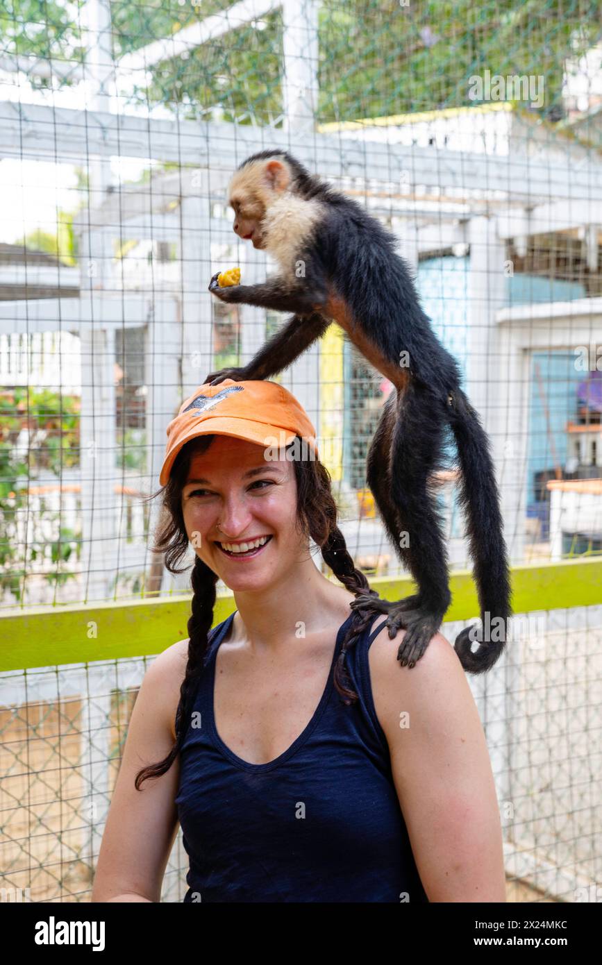A Columbian white-face capuchin monkey (Cebus capucinus) stands on the ...