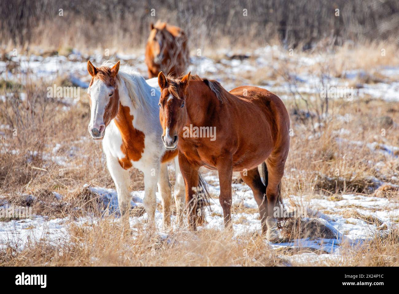 Two horses in a Wisconsin pasture standing side by side, horizontal ...