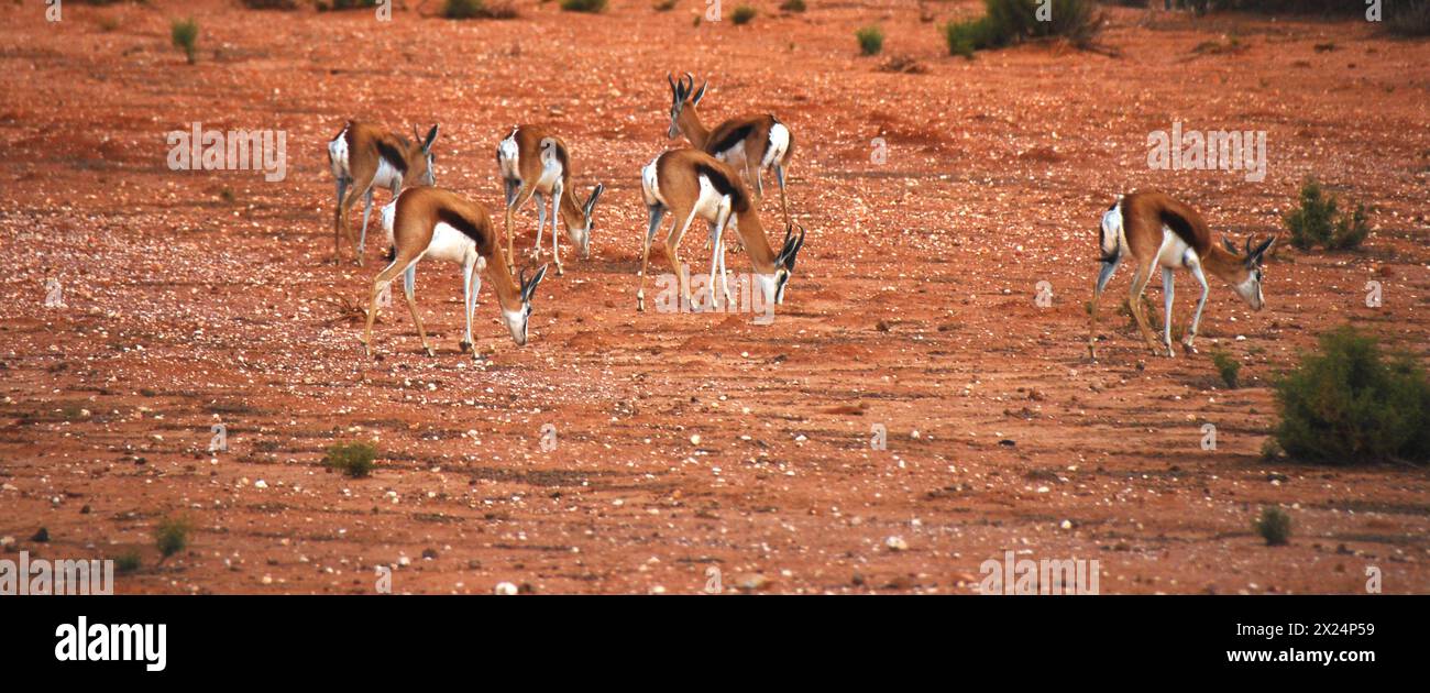 Colorful image of a small herd of wild Springbok antelope (Antidorcas ...