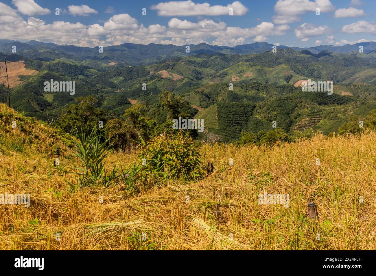 Upland rice hi-res stock photography and images - Alamy