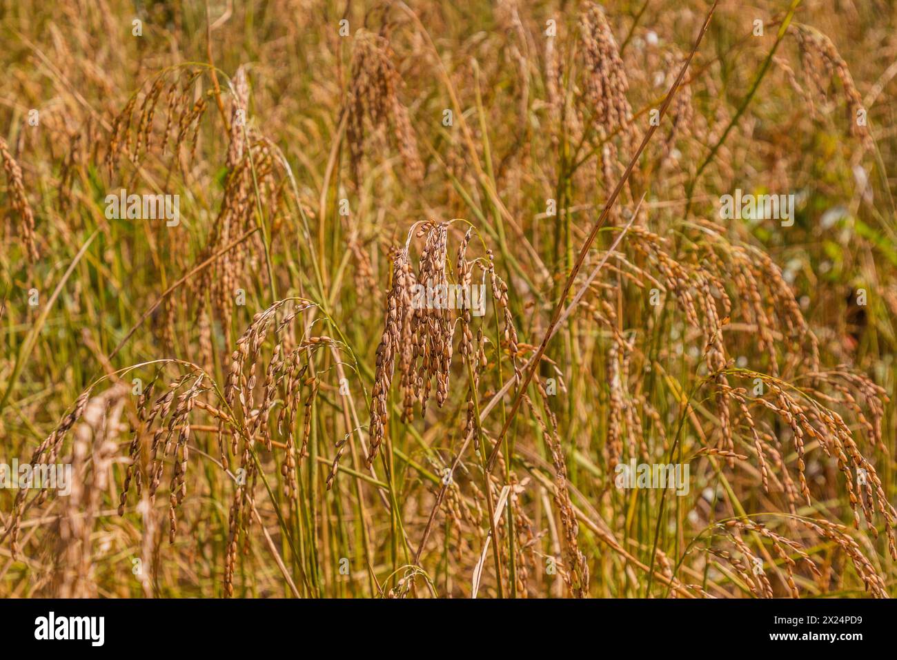 Upland rice hi-res stock photography and images - Alamy