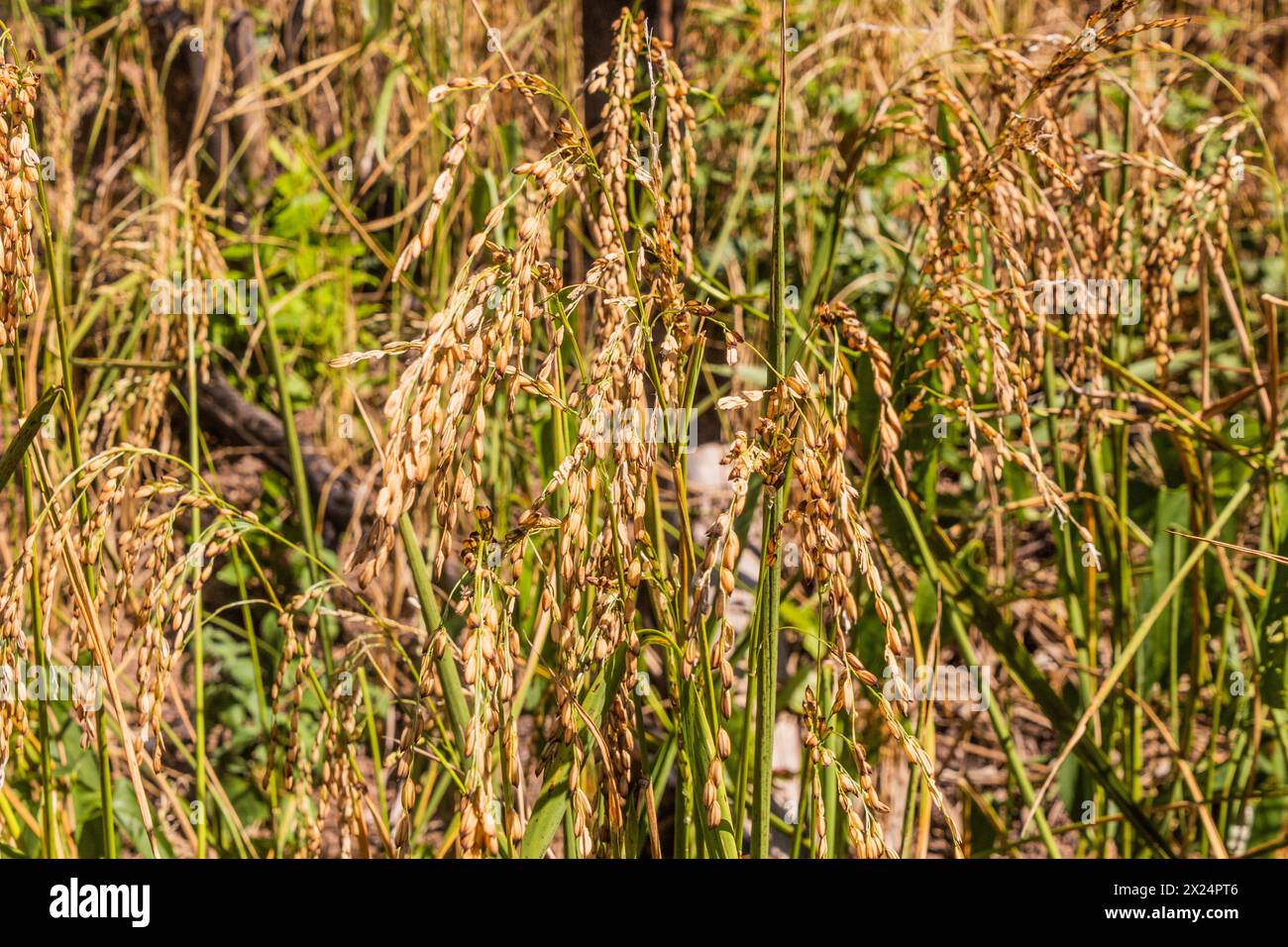 Upland rice hi-res stock photography and images - Alamy
