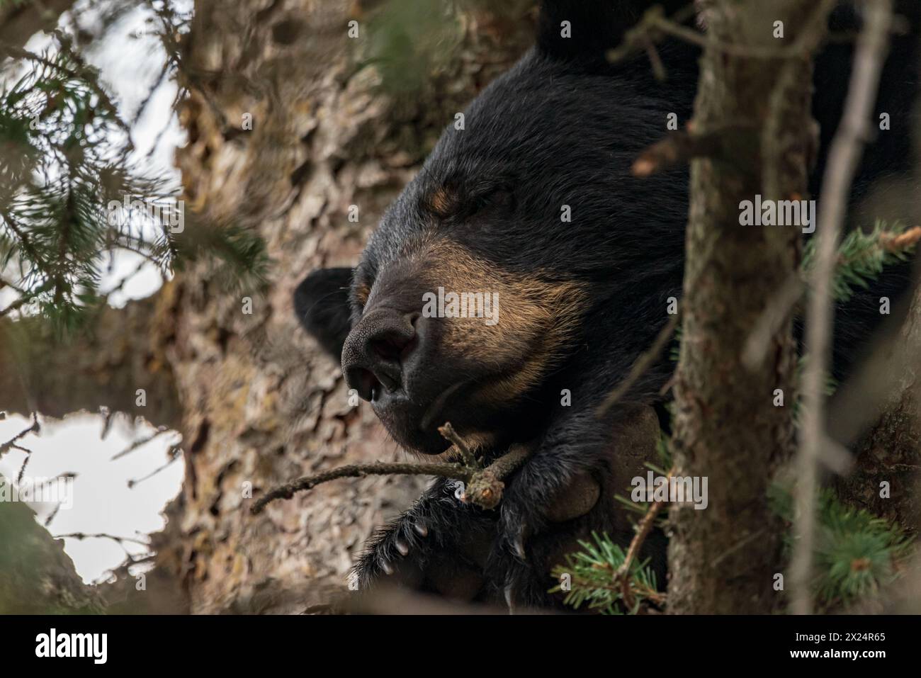 Single black bear (Ursus americanus) seen sleeping in a spruce tree ...