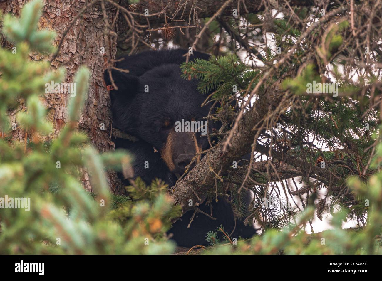 Single black bear (Ursus americanus) seen sleeping in a spruce tree ...