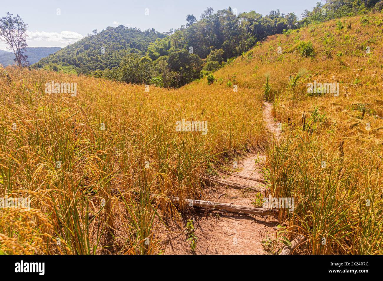 Upland rice hi-res stock photography and images - Alamy
