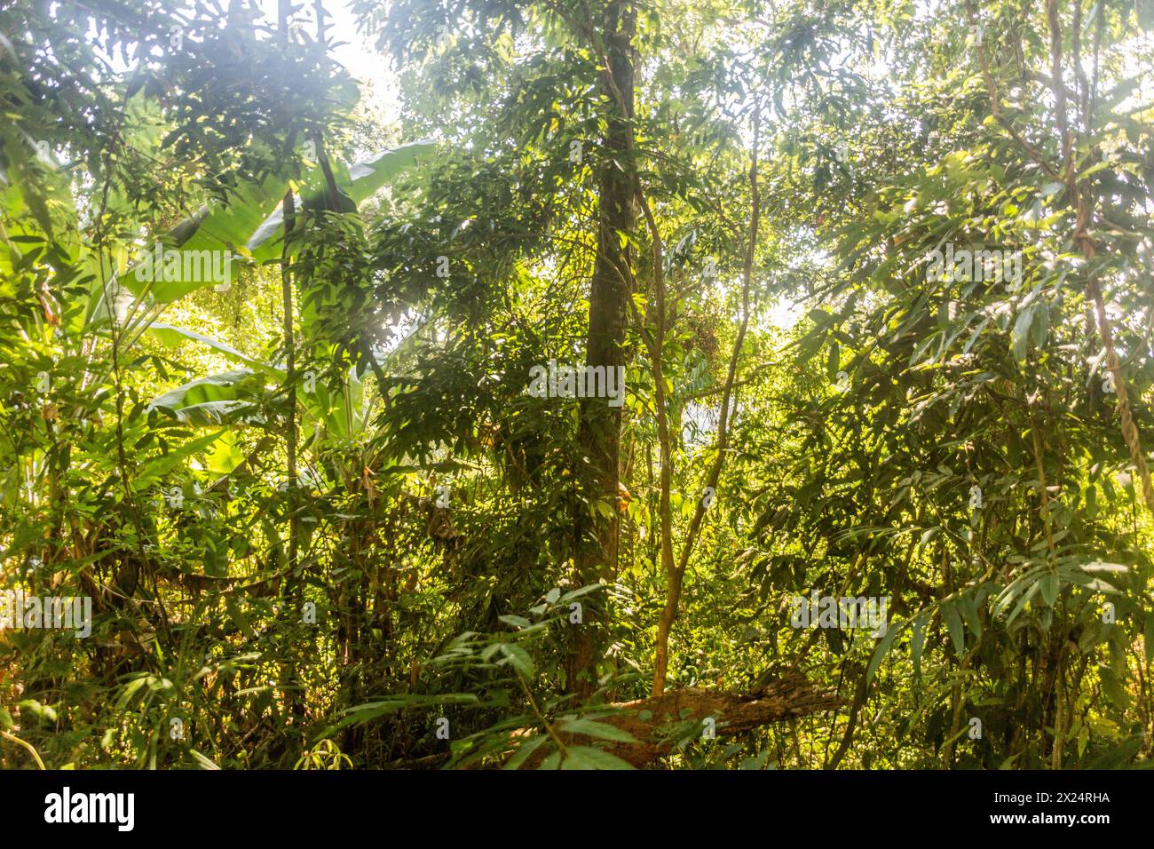 Forest of Nam Ha National Protected Area, Laos Stock Photo - Alamy