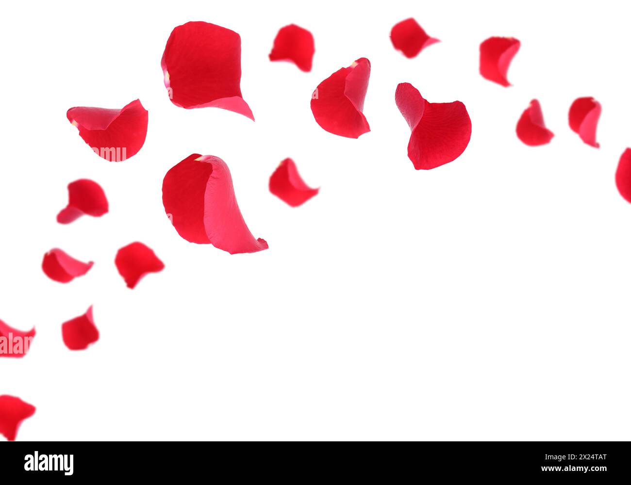Beautiful rose petals flying on white background Stock Photo - Alamy