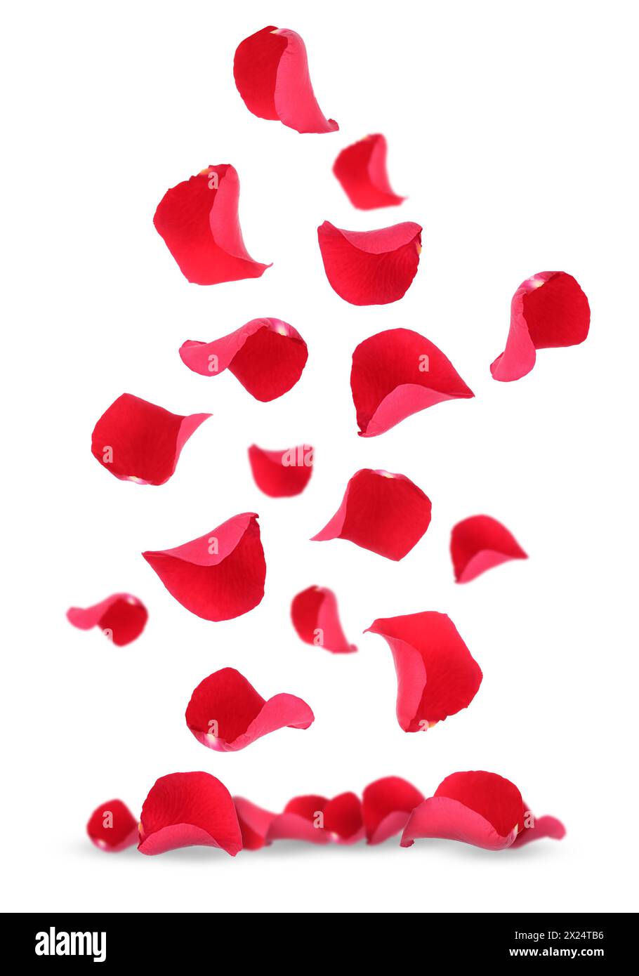 Beautiful rose petals flying on white background Stock Photo - Alamy