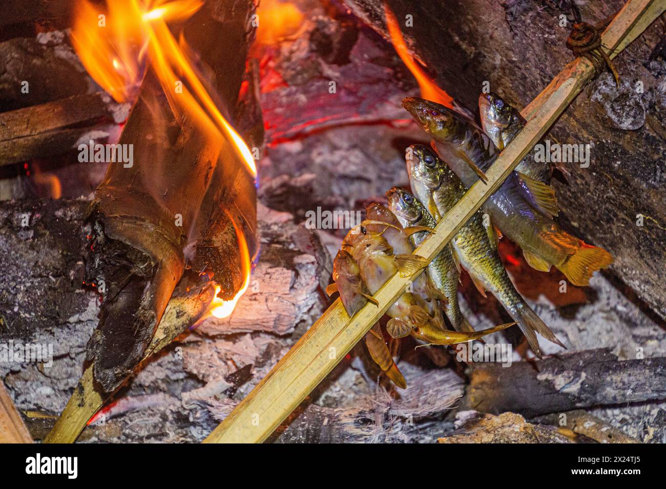 Small fish grilling in the forest near Luang Namtha, Laos Stock Photo ...
