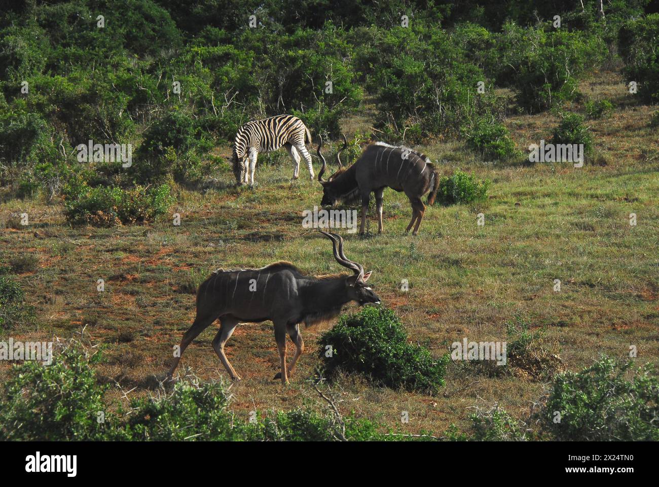 A wonderful scene of two wild Greater Kudu antelope bulls grazing ...