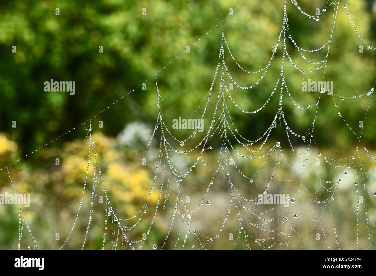 Hanging spider web hi-res stock photography and images - Alamy