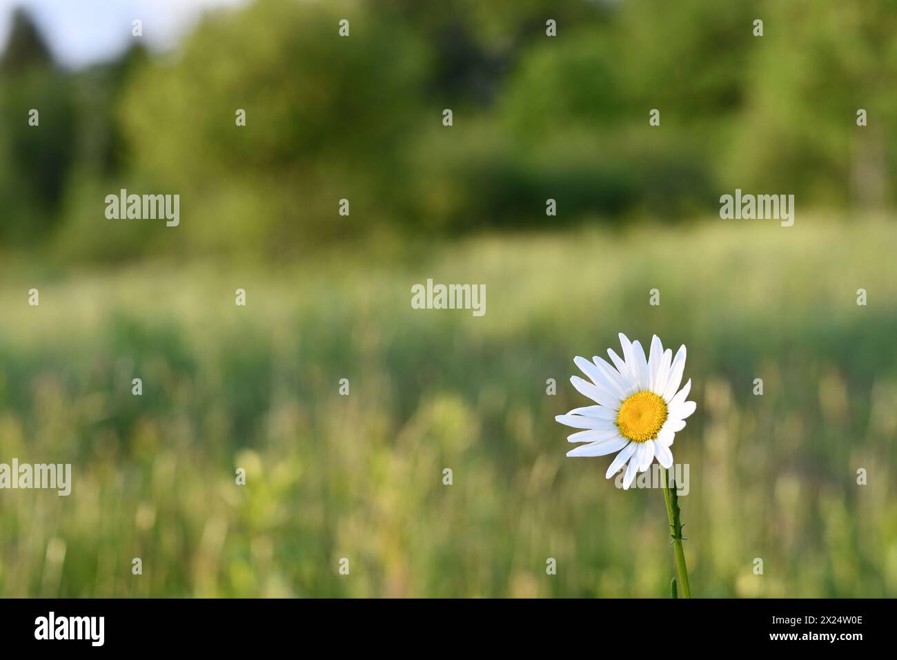 Isolated daisy flowers hi-res stock photography and images - Alamy