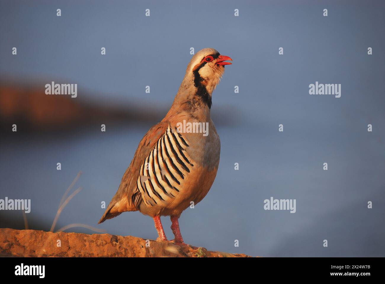 An extreme close up of a rare, colorful, wild Rock Partridge standing ...