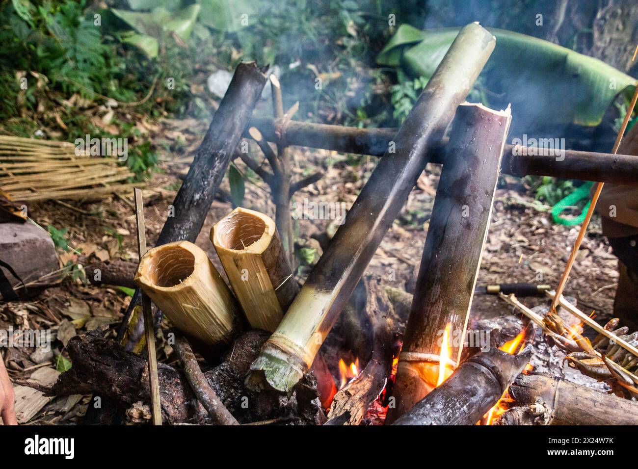 Pieces of bamboo serving as pots for a soup in the forest near Luang ...
