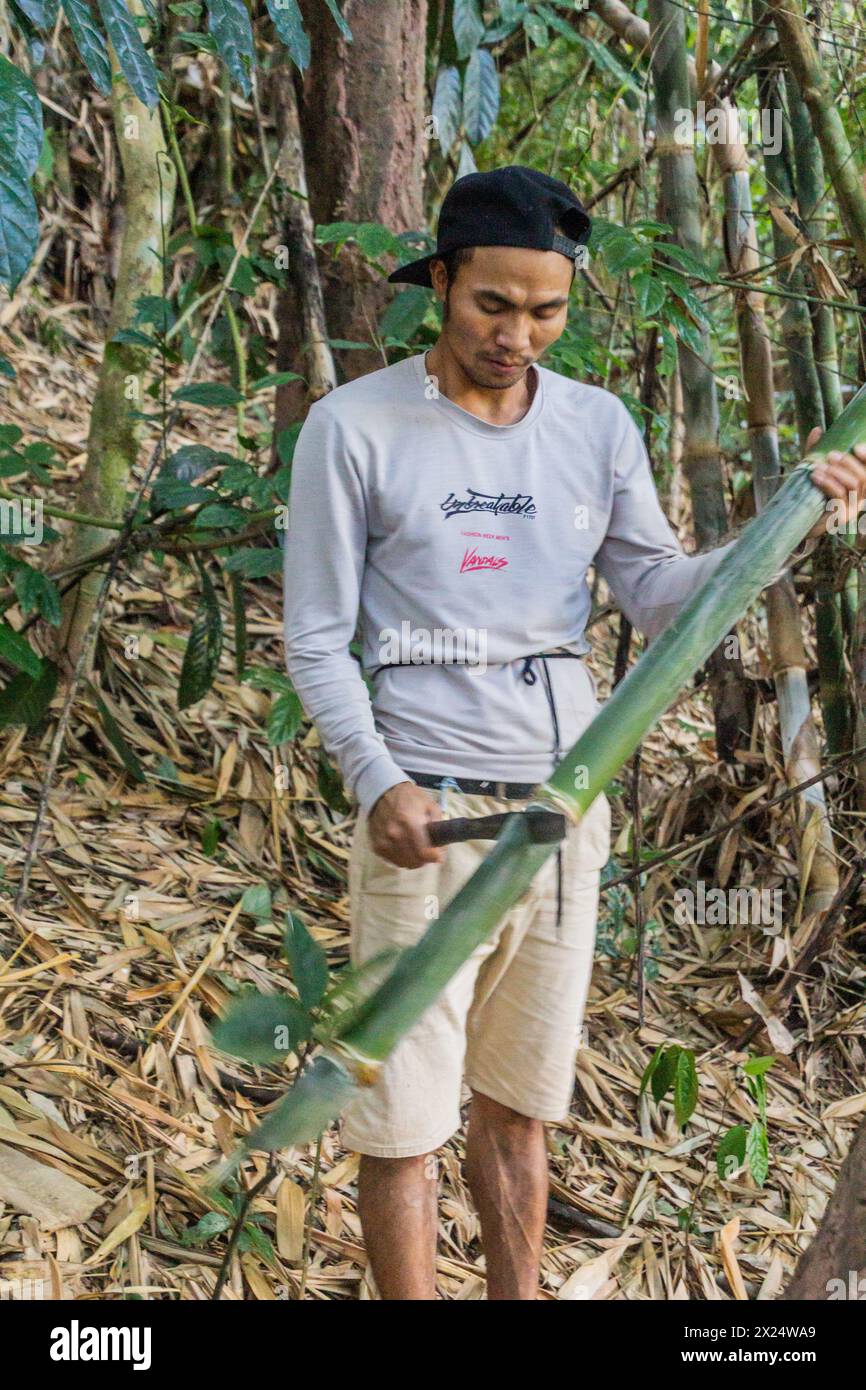 NAM HA, LAOS - NOVEMBER 15, 2019: Local guide cutting bamboo in the ...