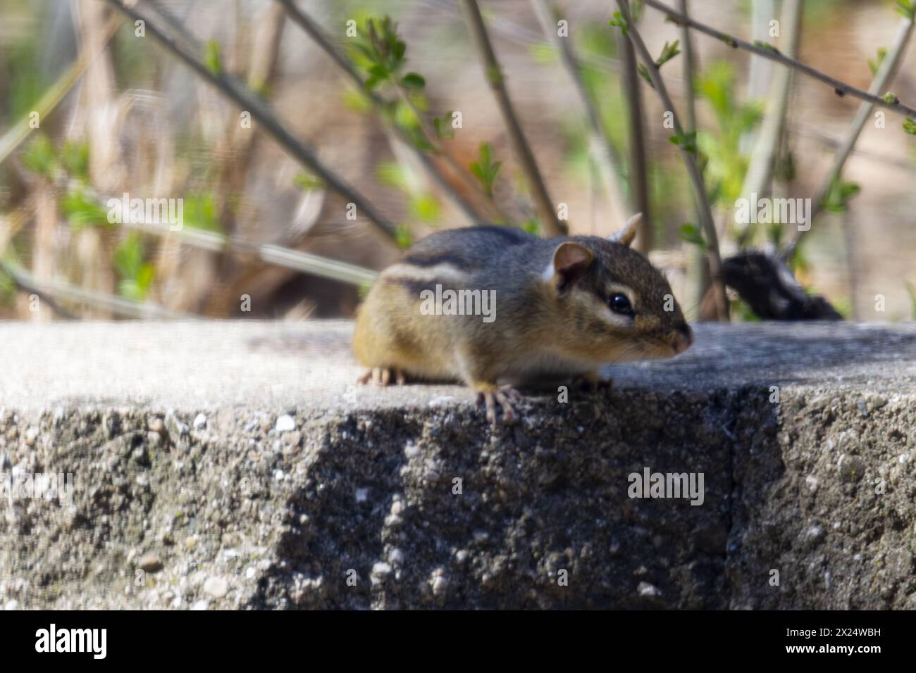 A cautious chipmunk peers over the ledge, looking at the camera Stock ...