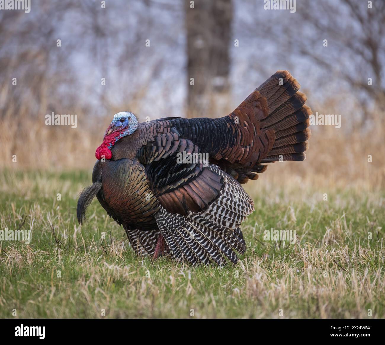 Purple and green turkey tail hi-res stock photography and images - Alamy