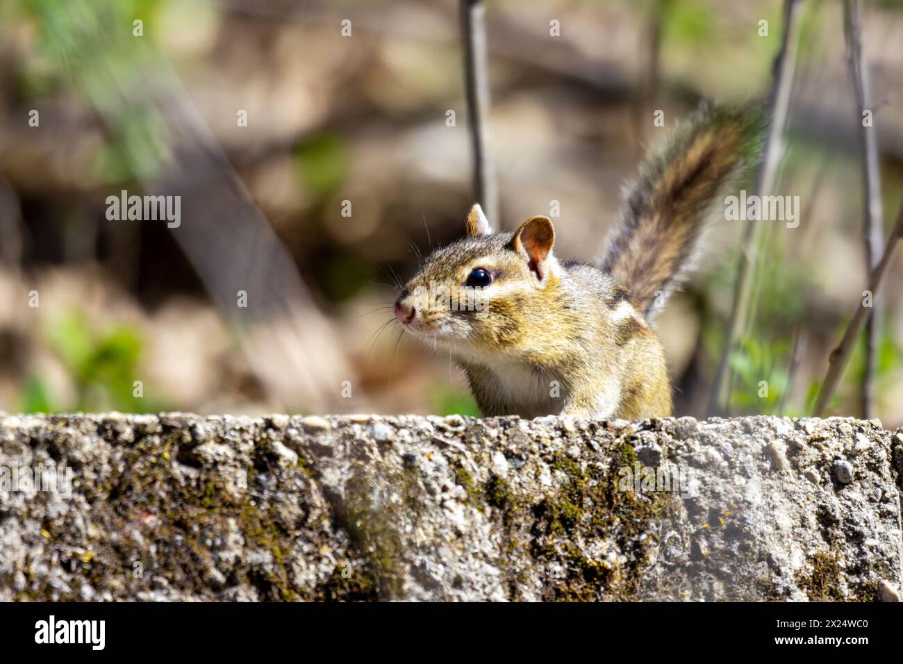 Chipmunk full cheeks hi-res stock photography and images - Alamy