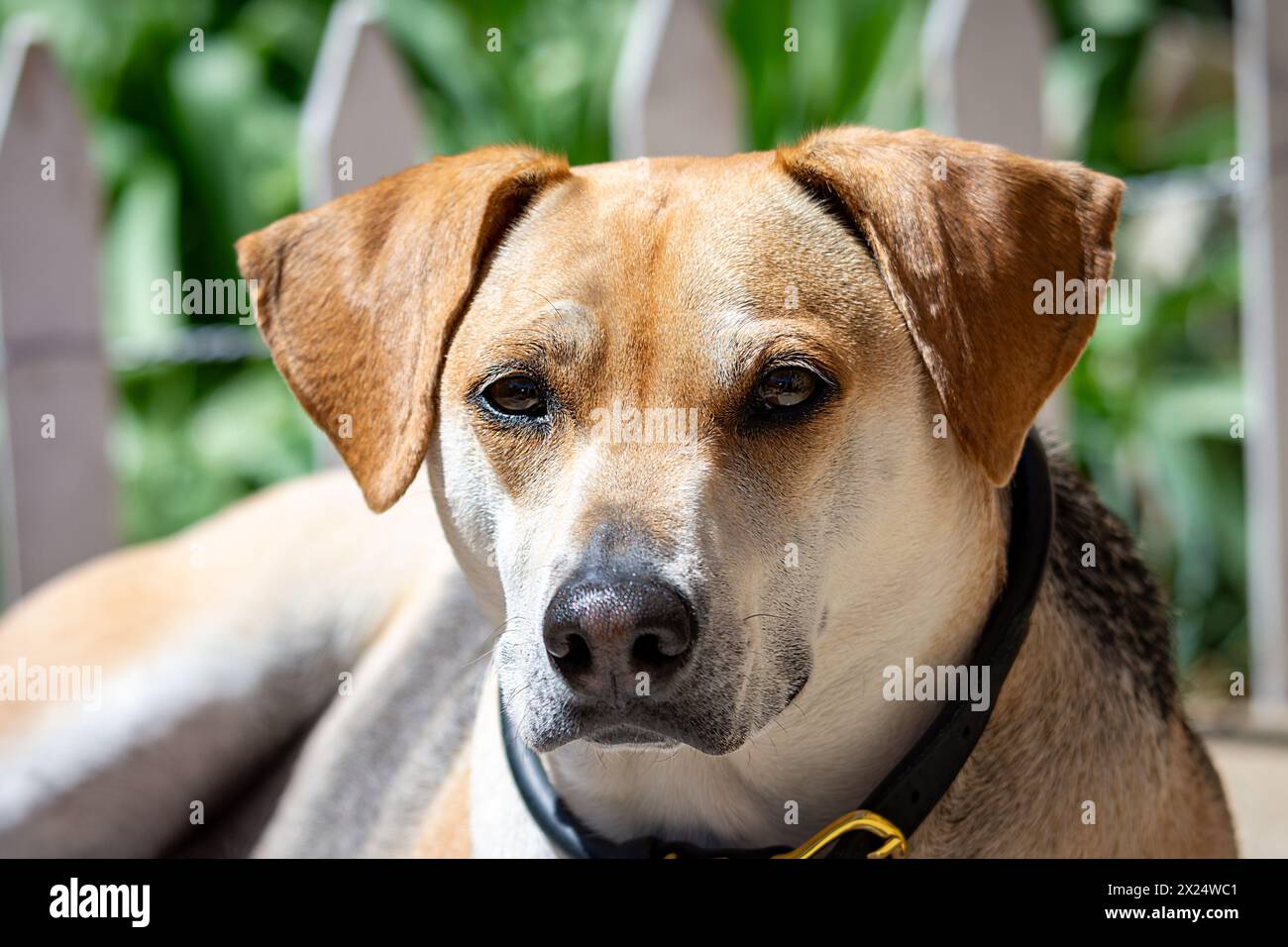 Beagle mutt hi-res stock photography and images - Alamy