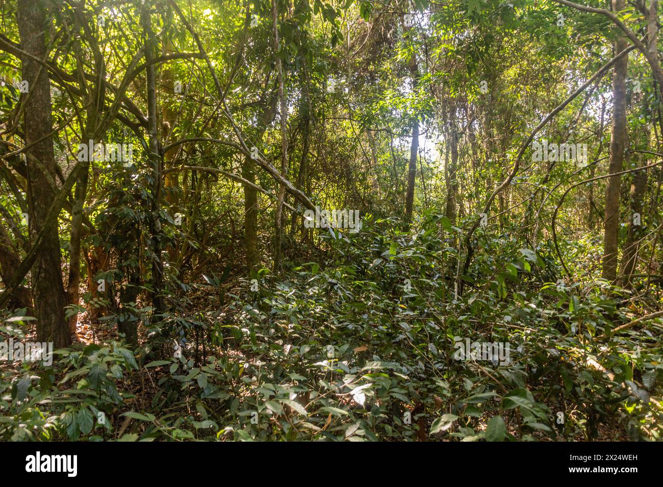 Forest of Nam Ha National Protected Area, Laos Stock Photo - Alamy