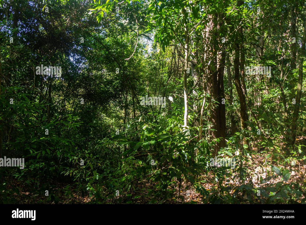 Forest of Nam Ha National Protected Area, Laos Stock Photo - Alamy