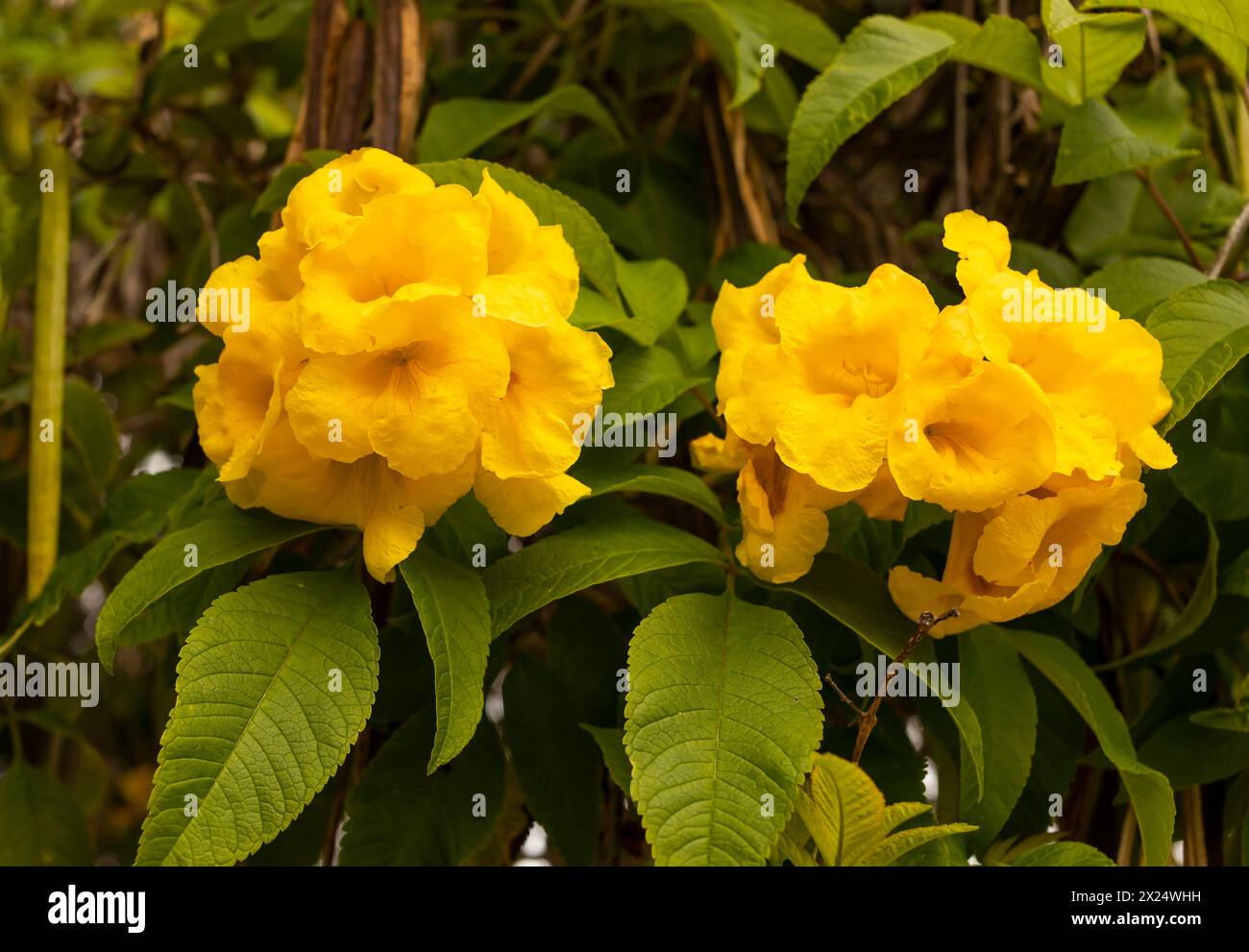 Yellow Bells Tecoma Stans Perennial Shrub, Trumpet Vine Family ...