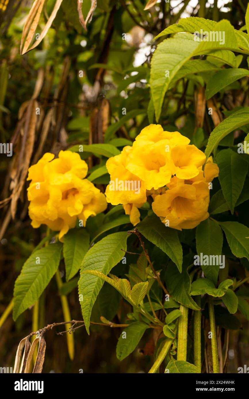 Yellow Bells Tecoma Stans Perennial Shrub, Trumpet Vine Family ...