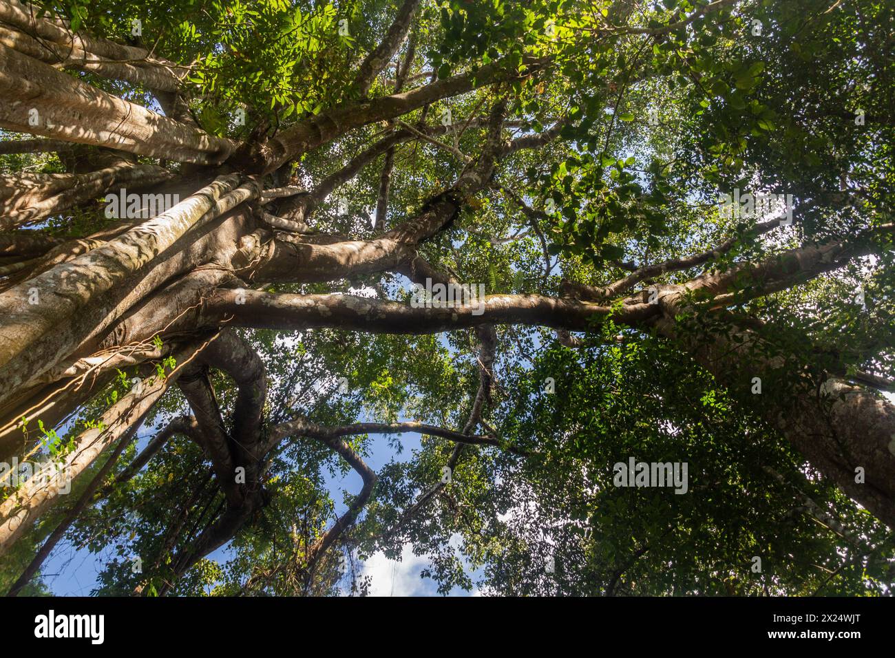 Trees in the forest of Nam Ha National Protected Area, Laos Stock Photo ...