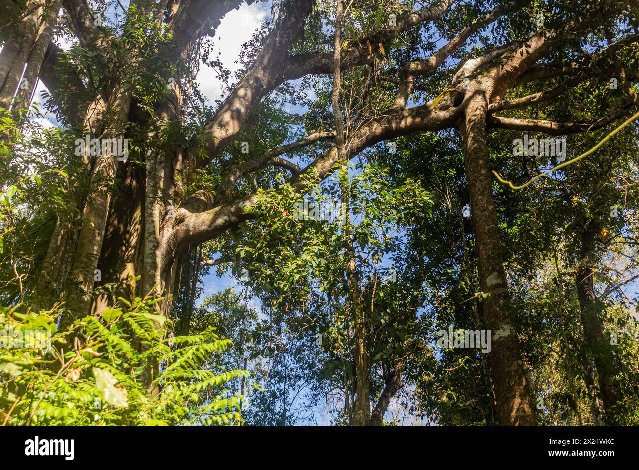 Trees in the forest of Nam Ha National Protected Area, Laos Stock Photo ...