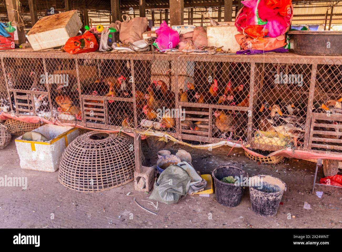 Live chicken in food market hi-res stock photography and images - Alamy