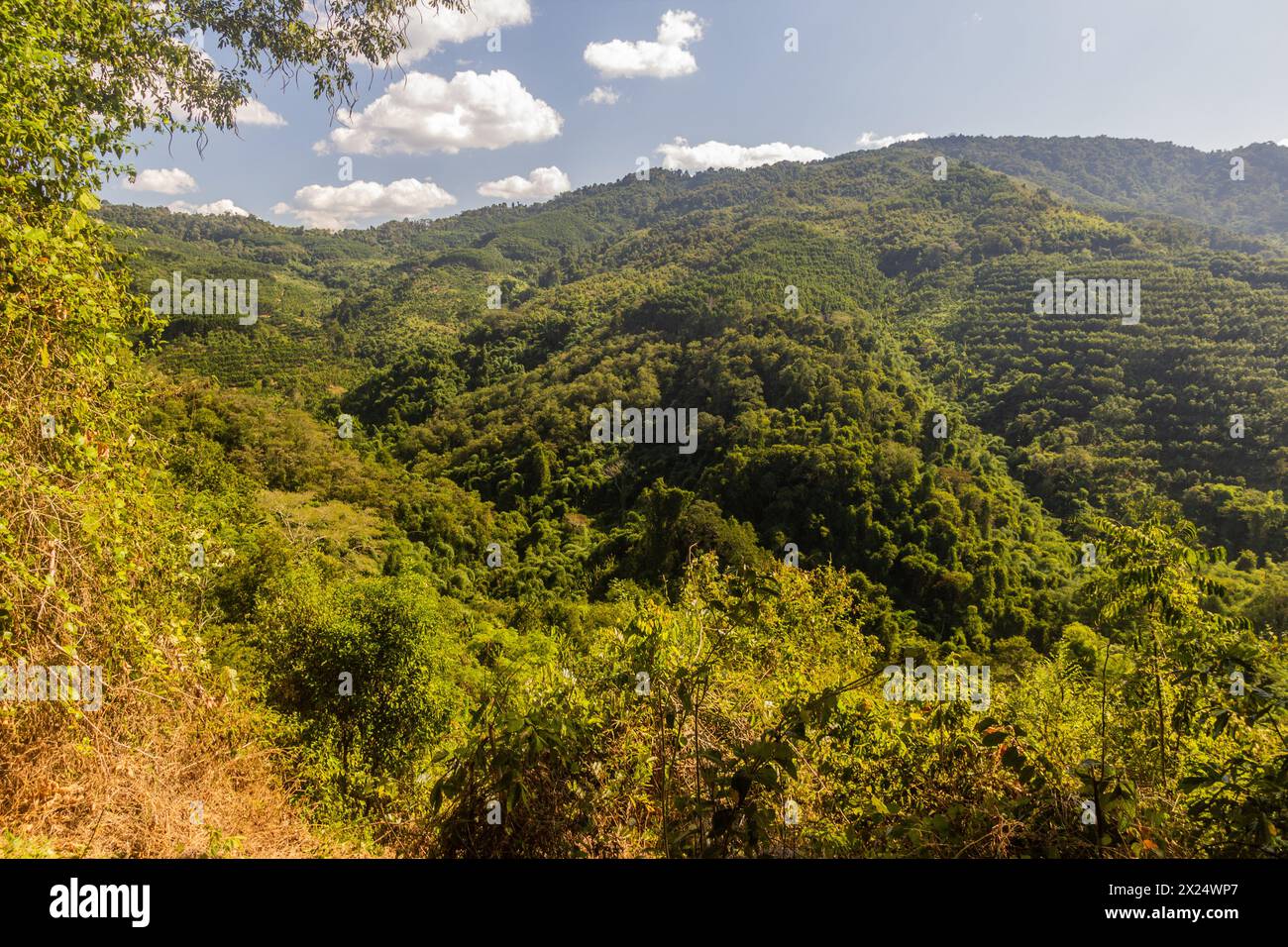 Landscape of Nam Ha National Protected Area, Laos Stock Photo - Alamy