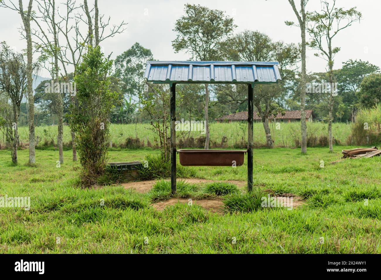 landscape with cattle feeder in the middle of the green pasture paddock ...