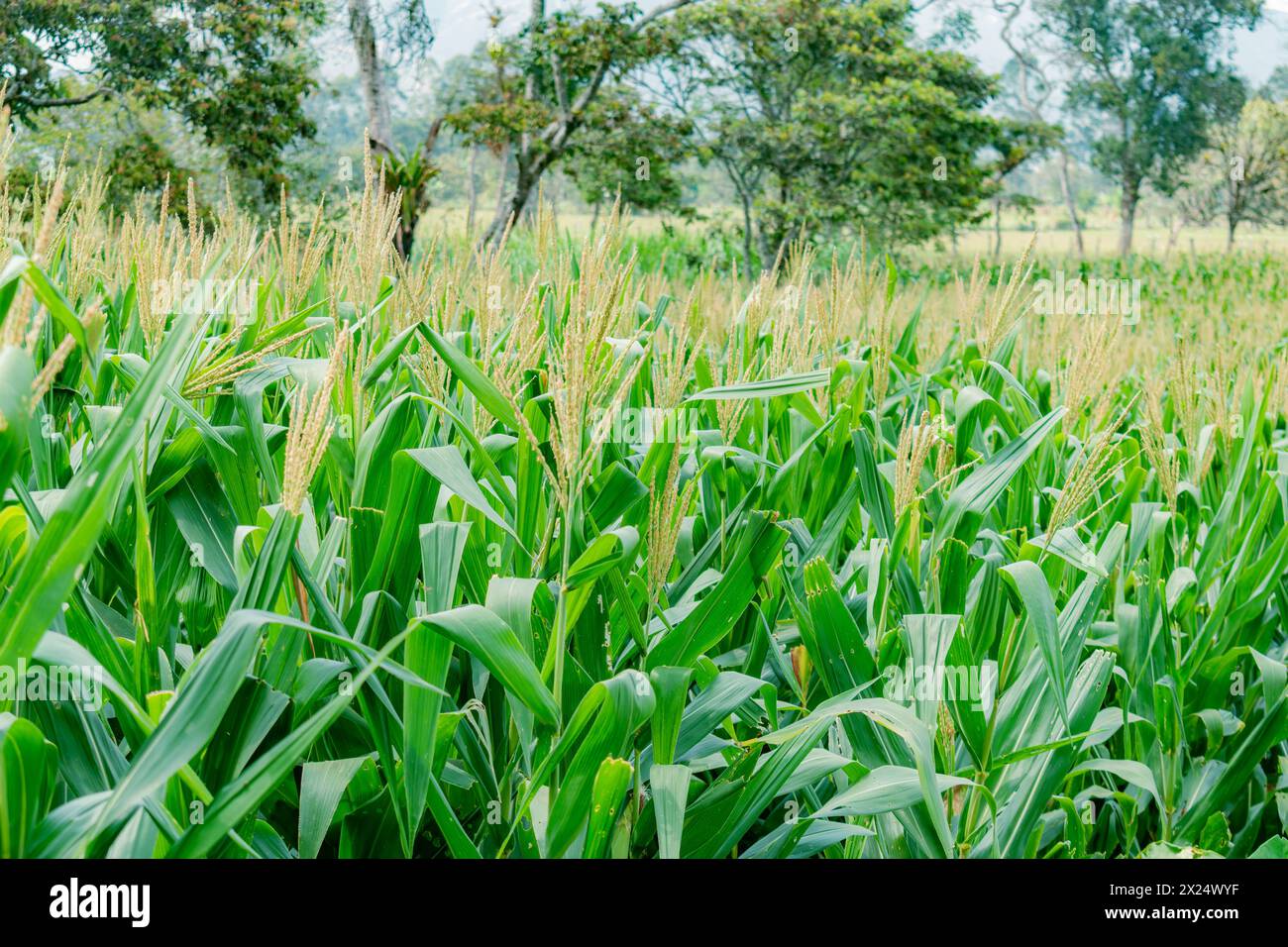 landscape of a corn plantation in the spike growth stage Stock Photo ...