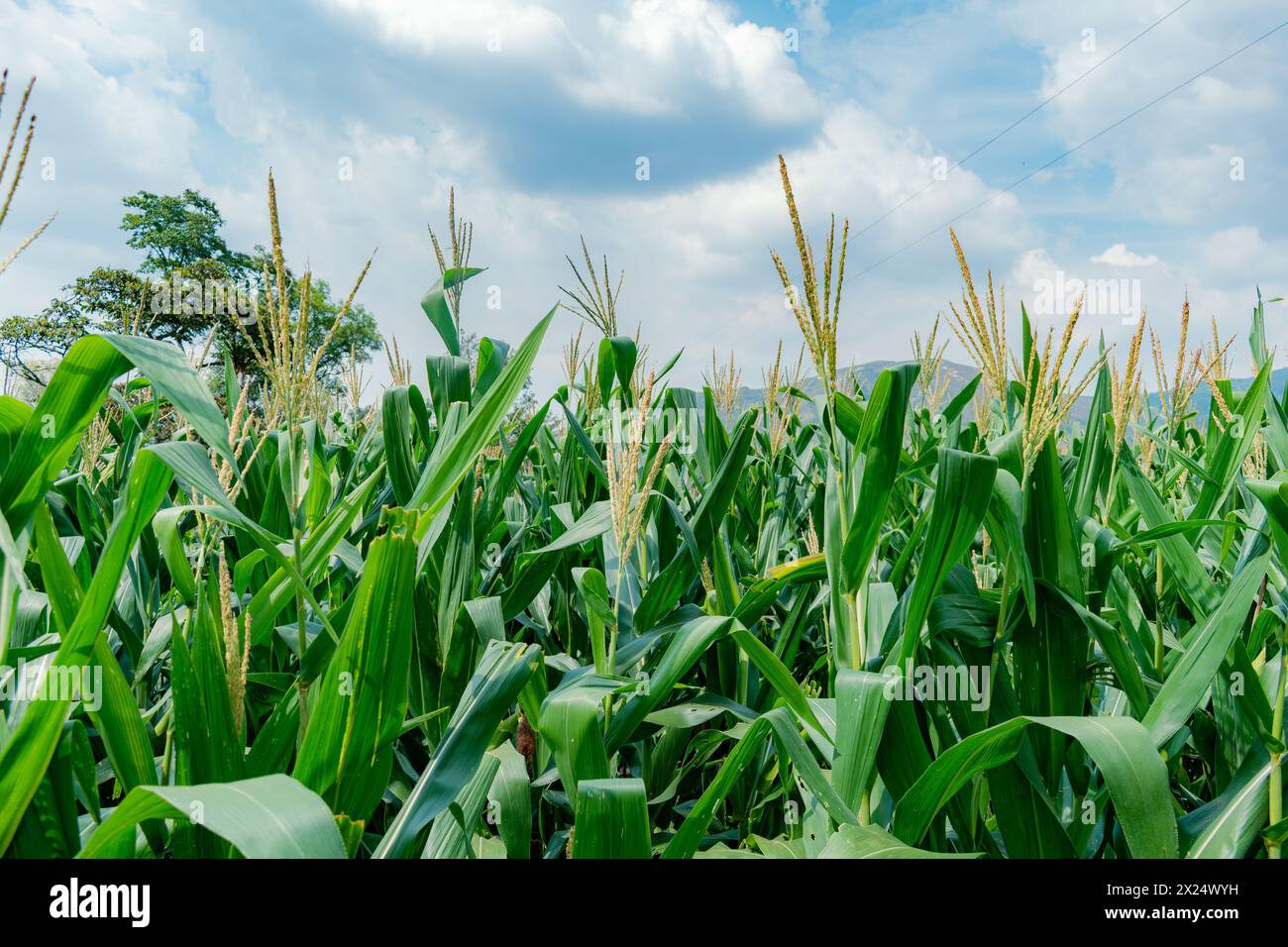 landscape of a corn plantation in the spike growth stage Stock Photo ...
