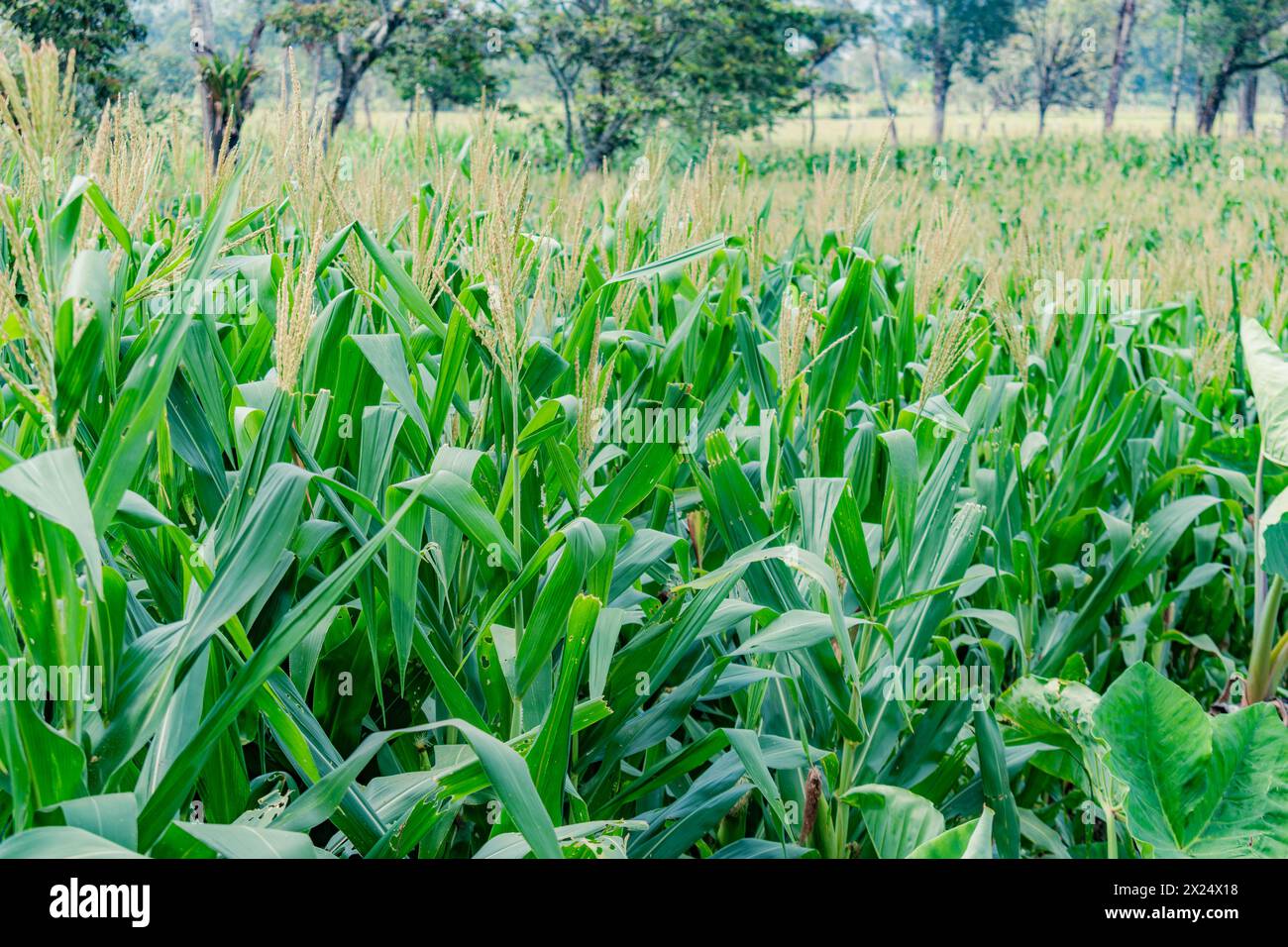 landscape of a corn plantation in the spike growth stage Stock Photo ...